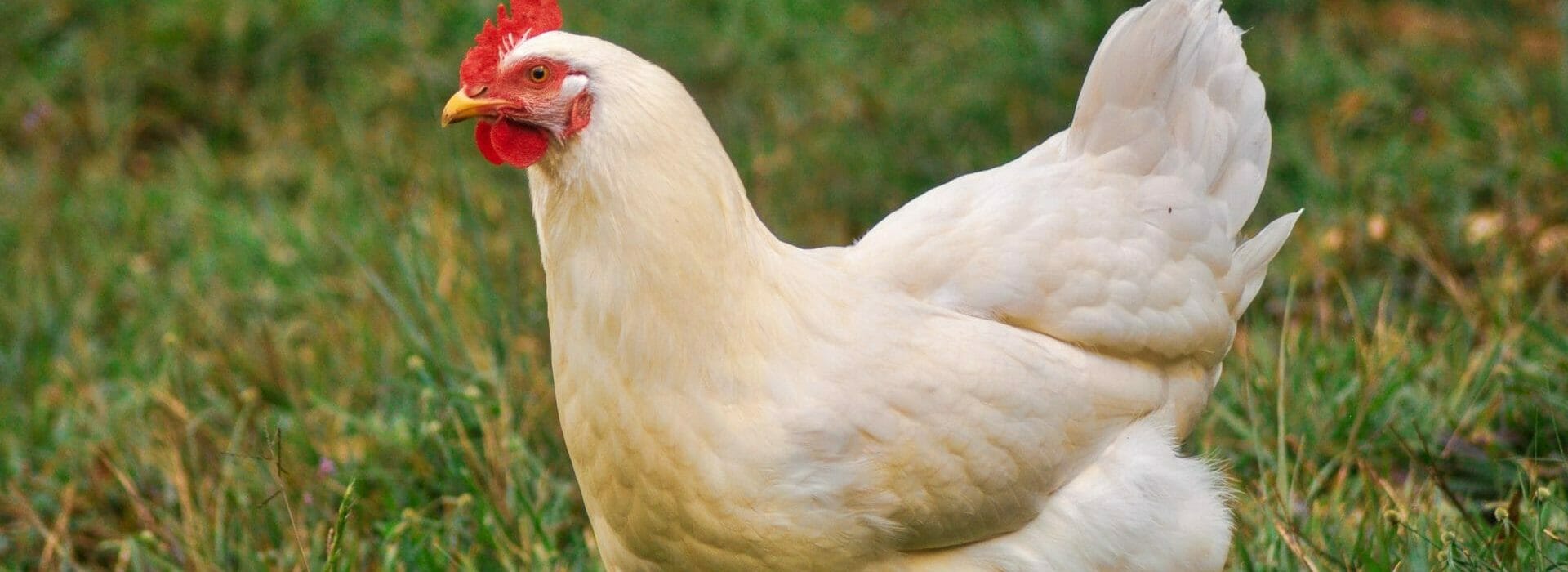 Dead Chicken - Alexis Faere